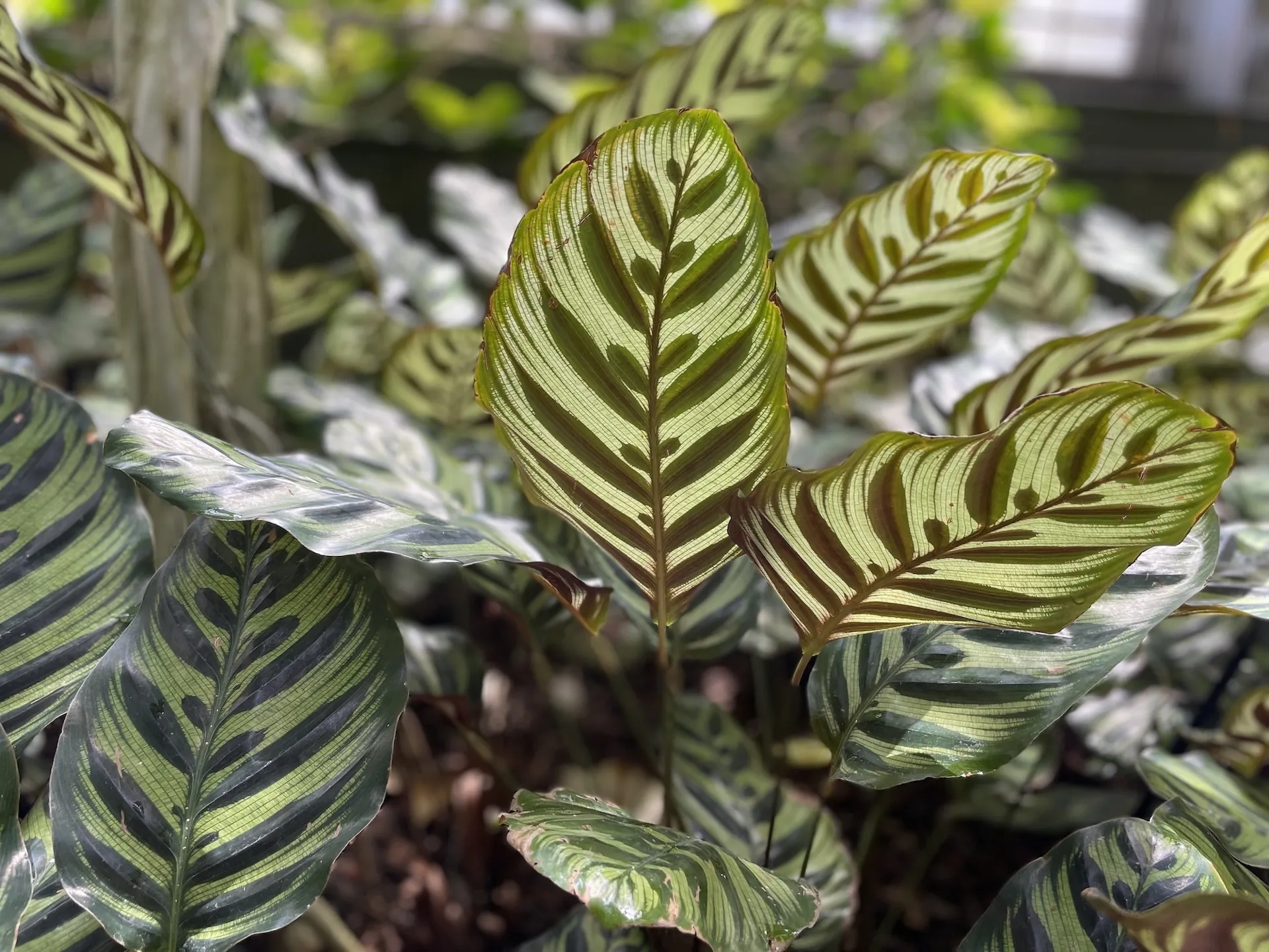 Events Calendar | Garfield Park Conservatory Chicago